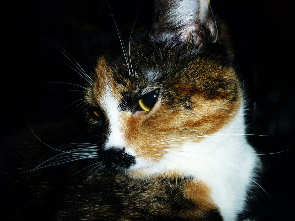 Europäisch Kurzhaar / Hauskatze - Alles über diese Rasse - Katze.org