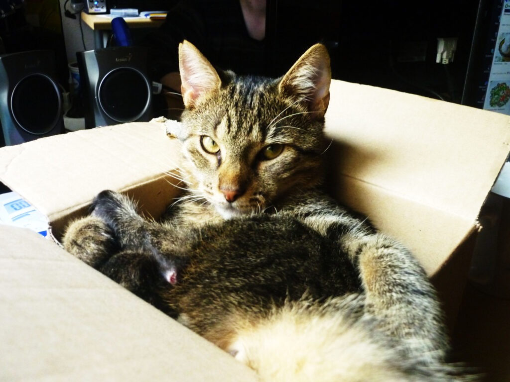 Katzen & Kartons - Darum lieben Katzen Kartons - Katze.org