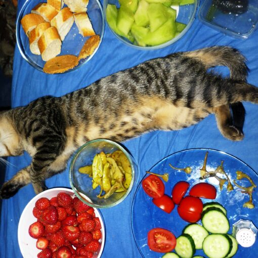 Alles zur Katzenernährung - Katze.org