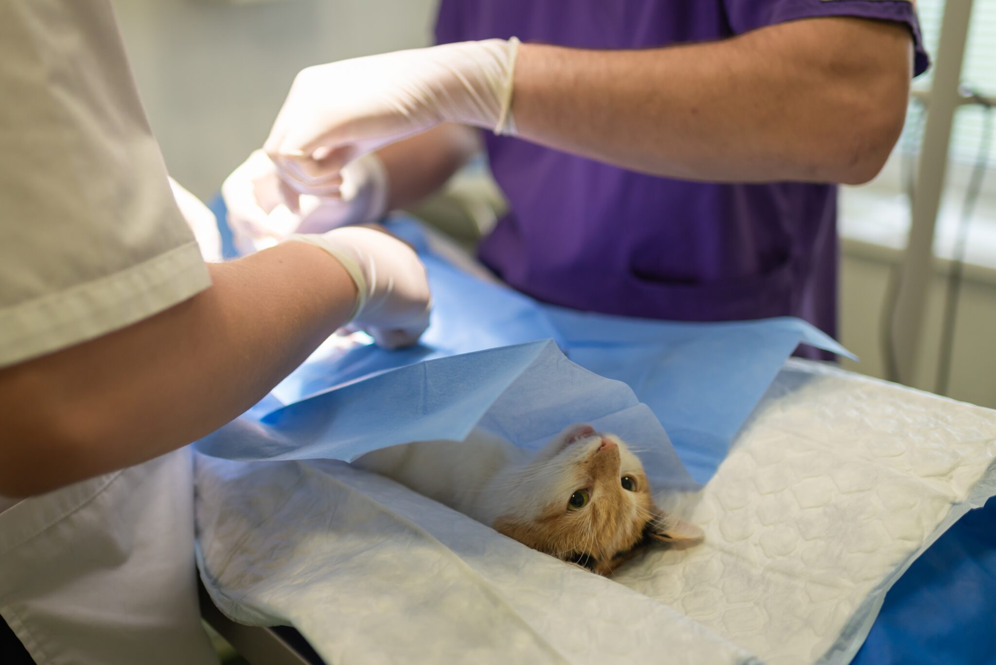 Rund um den Tierarzt - Information, Beruf, Behandlungen, Kosten - Katze.org